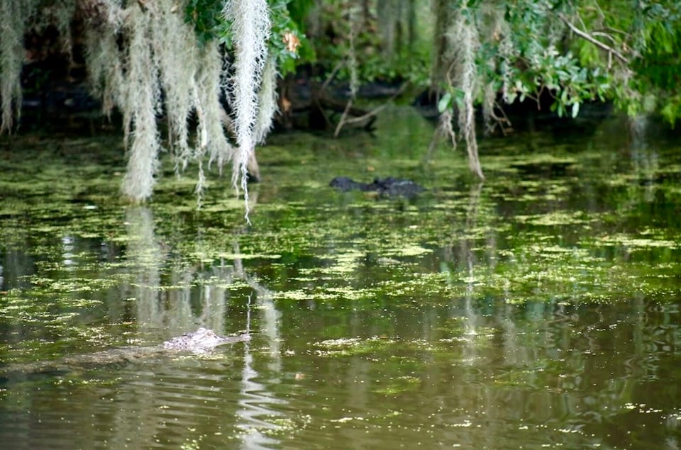 New Orleans: Swamp Tour on Covered Pontoon Boat | GetYourGuide