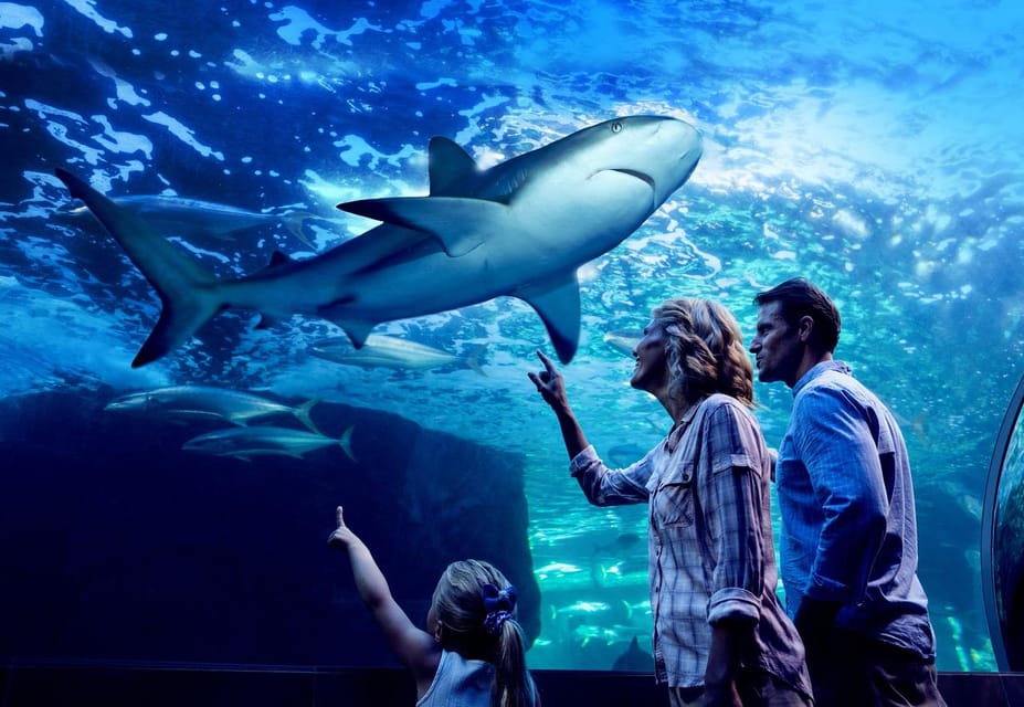 Cairns: Visita guiada nocturna al acuario y cena de 2 platos | GetYourGuide