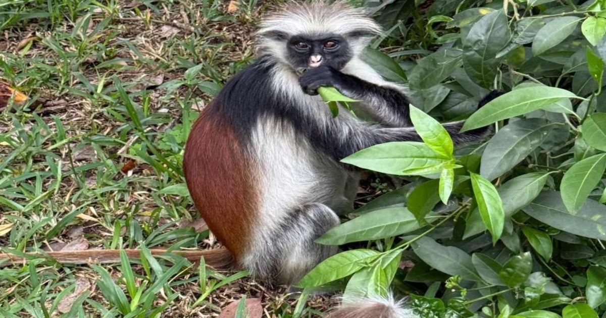 THE GREEN TOUR: Jozani Forest & Mangrove kayaking experience | GetYourGuide