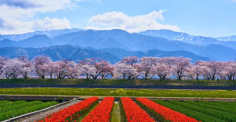 Kanazawa/Toyama: Spring Quartet of Flowers Day Tour | GetYourGuide