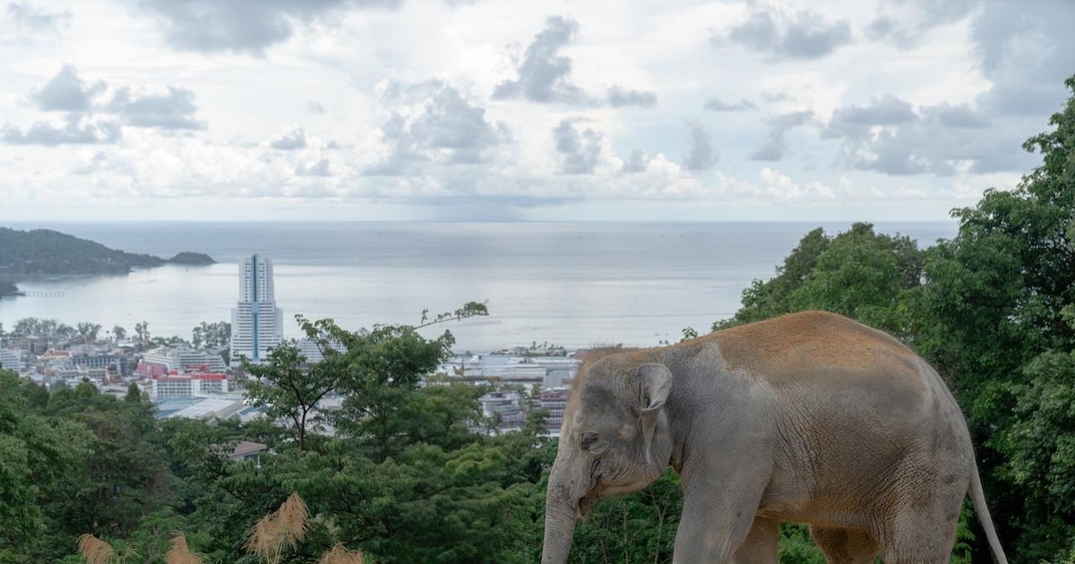 Phuket: Elephant Nature Park Tour med transfer | GetYourGuide