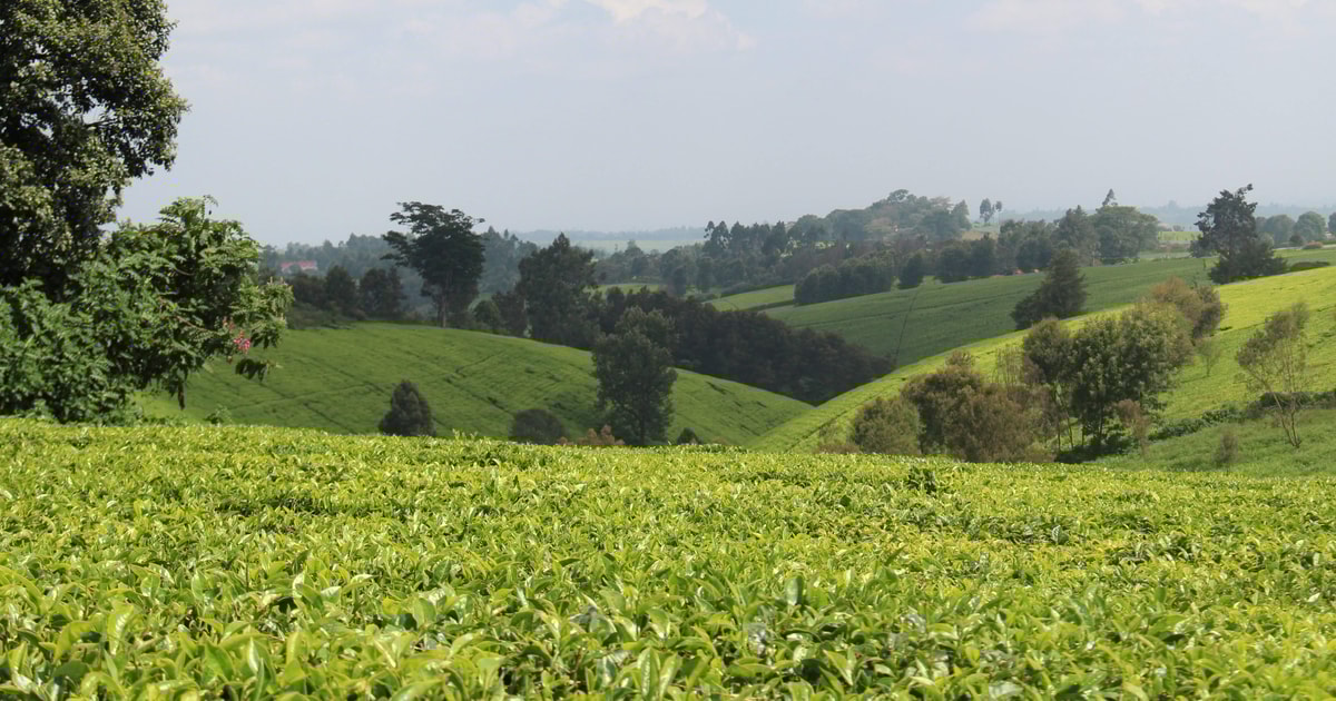 Kenya: Tea farm tour, traditional tea-making class & picnic | GetYourGuide