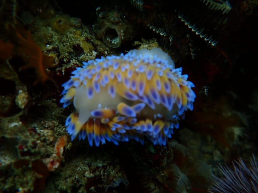 Cape Town: Great African Sea Forest Guided Snorkel | GetYourGuide