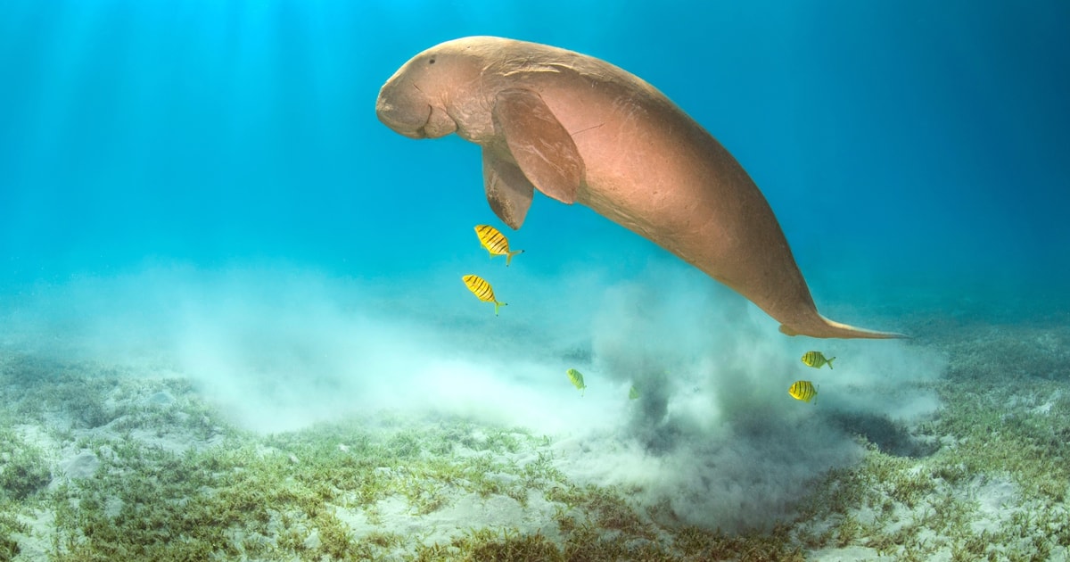 Marsa Alam Deniz İnekleri ve Kaplumbağalarla Şnorkel Marsa Mubarak ...
