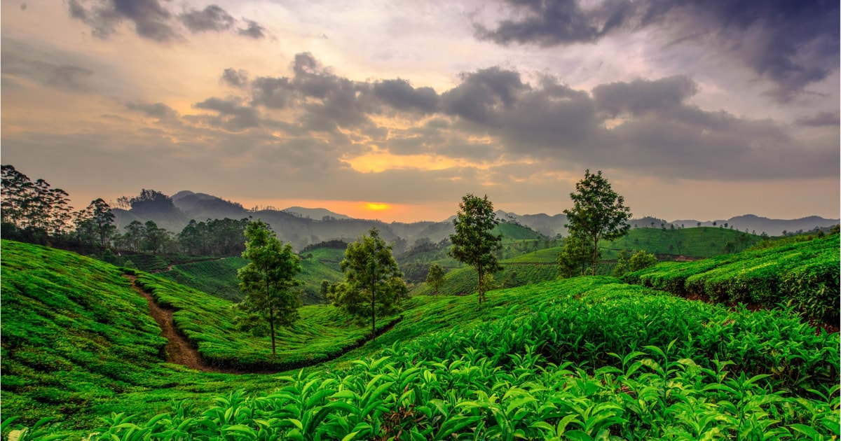 Cochin: 4-Day Private Tour of Munnar, Alleppey & Backwaters | GetYourGuide