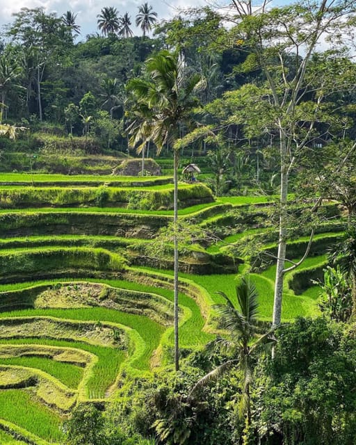 Best of Ubud Waterfalls, Rice Terraces & Jungle Swing Tour | GetYourGuide