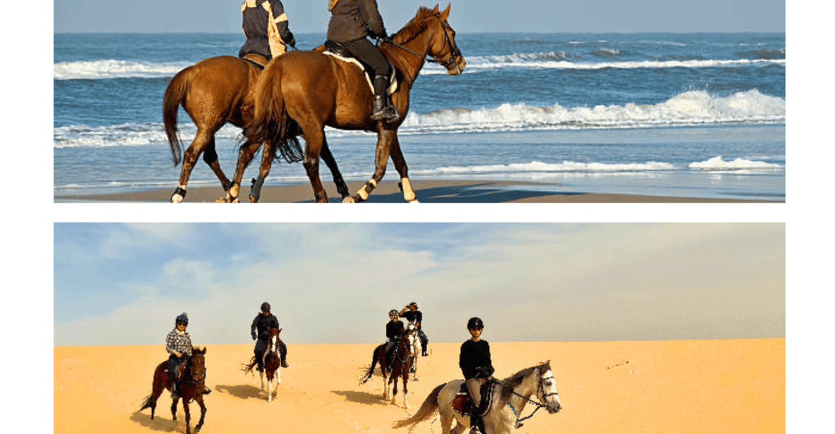 Doha: Arabian Horse Riding in the Desert or by the Sea | GetYourGuide