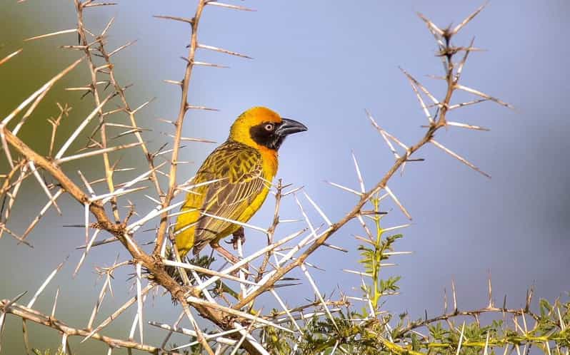 5 Days Savannah Birding Safari | GetYourGuide