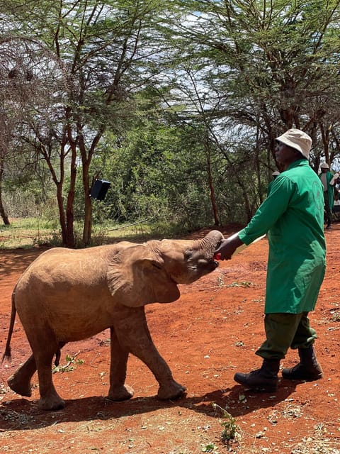 From Nairobi: David Sheldrick Elephant Trust Half Day Tour | GetYourGuide