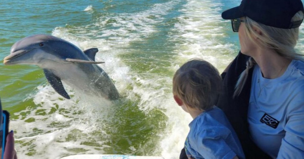 Visiter Les Everglades Depuis Naples