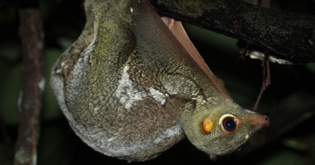 Singapore: Gliding Colugos & Wildlife Night Nature Tour | GetYourGuide