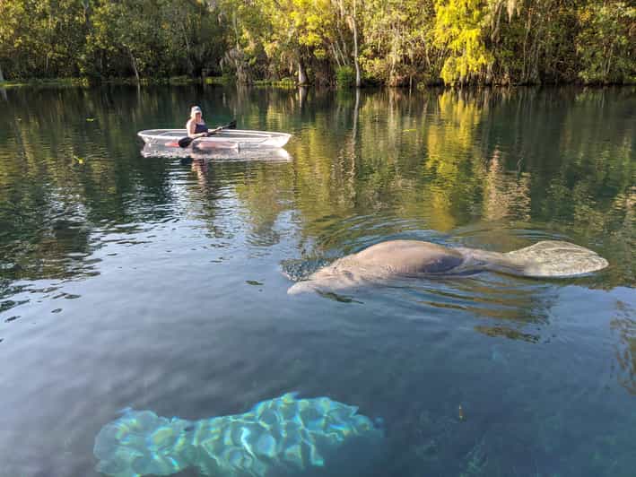 Silver Springs: Manatees and Monkeys Clear Kayak Guided Tour | GetYourGuide