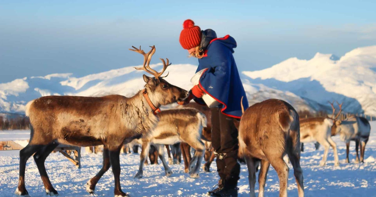 Rovaniemi: Traditional Reindeer Dish Cooking Class | GetYourGuide