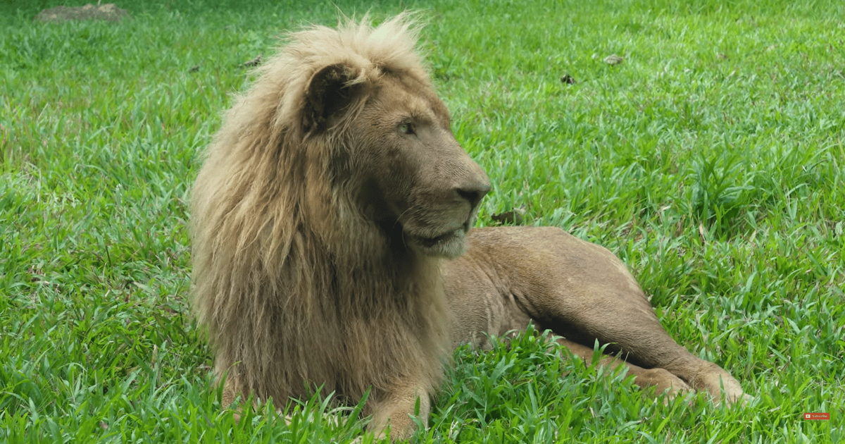 Cebu Carmen: Cebu Safari and Adventure Park | GetYourGuide