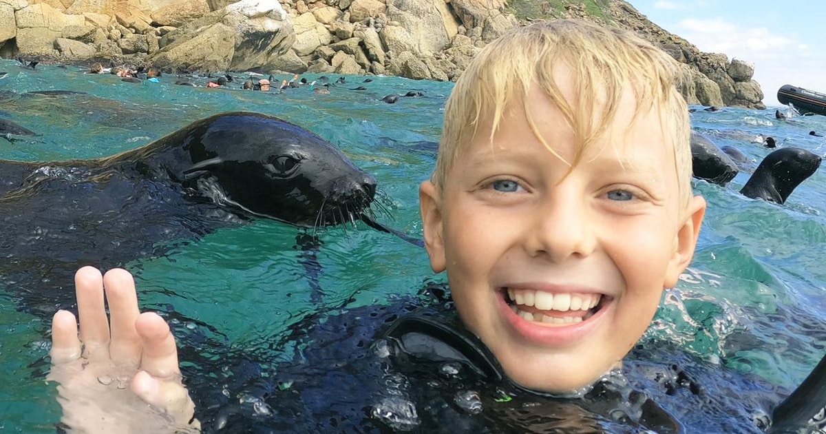 Plettenberg Bay: Zwemmen met zeehonden | GetYourGuide