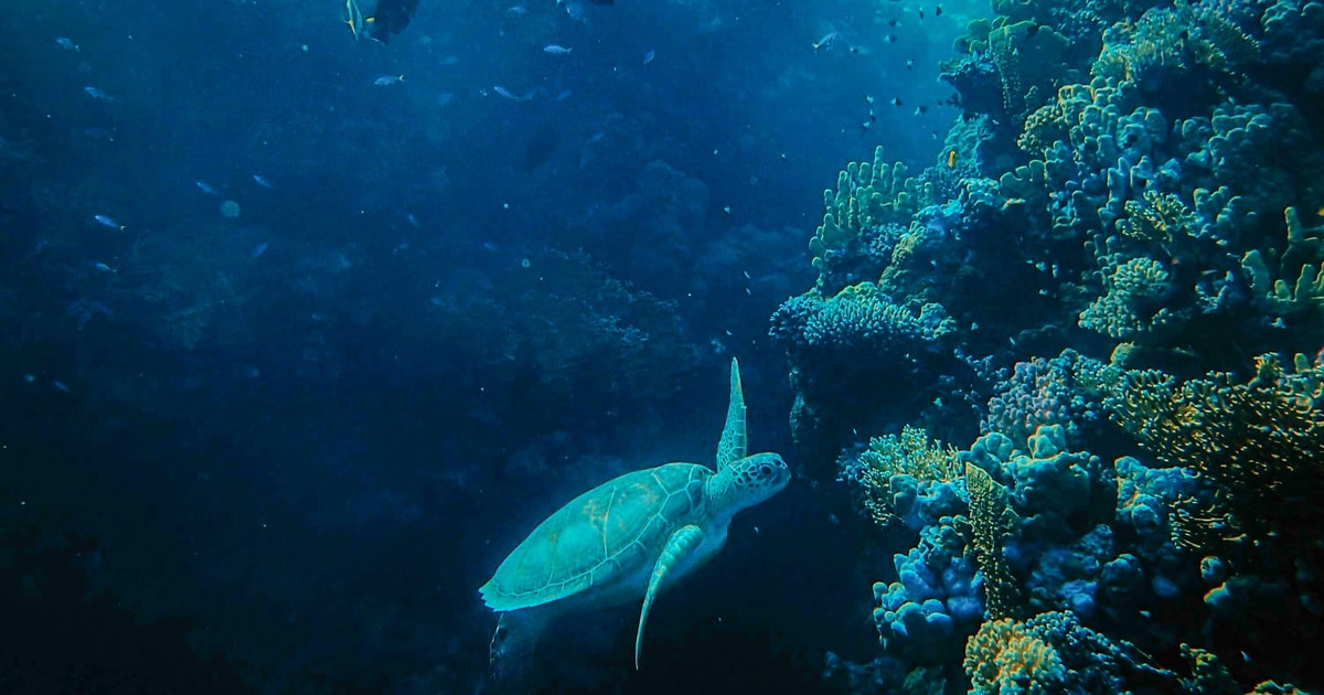 Islas Mamanuca: Una excursión de 9 horas por las islas en un día ...