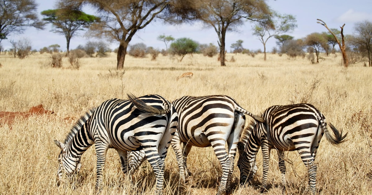 2 Days Tanzania Camping Safari | GetYourGuide