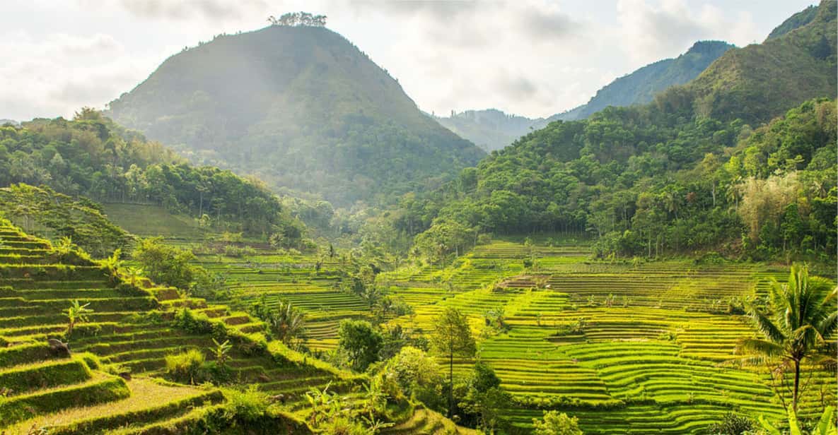 Yogyakarta; Selogriyo-tempel & wandelen door rijstterrassen | GetYourGuide