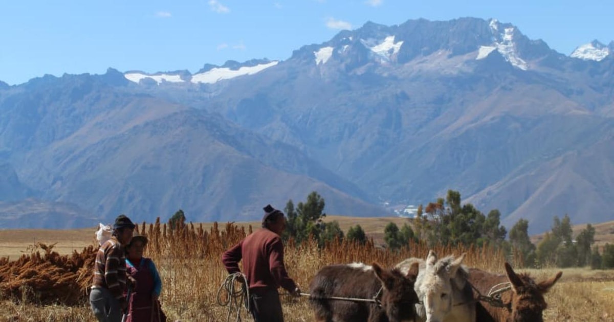 Sacred Valley Tour from Ollantaytambo (Mountain View Lunch) | GetYourGuide