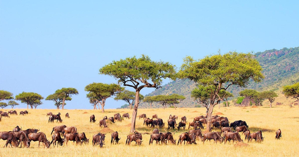 8-Day Discovery Kenya Safari – Ultimate Jeep Safari | GetYourGuide