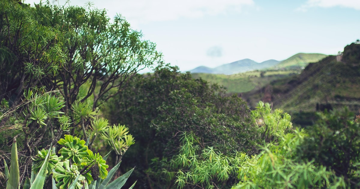 Gran Canaria: Bruxaria Verde na Ilha Mágica | GetYourGuide
