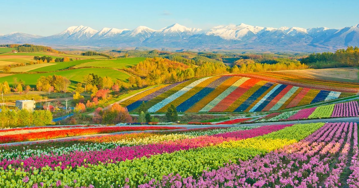 Hokkaido: Biei Blue Pond, Furano Flower Fields - 1-dniowa wycieczka ...