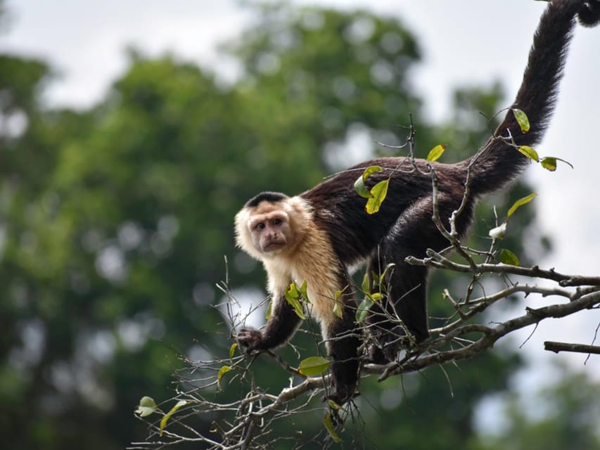 From Puerto Maldonado || Kayak Tour +Monkey Island for 1 Day | GetYourGuide