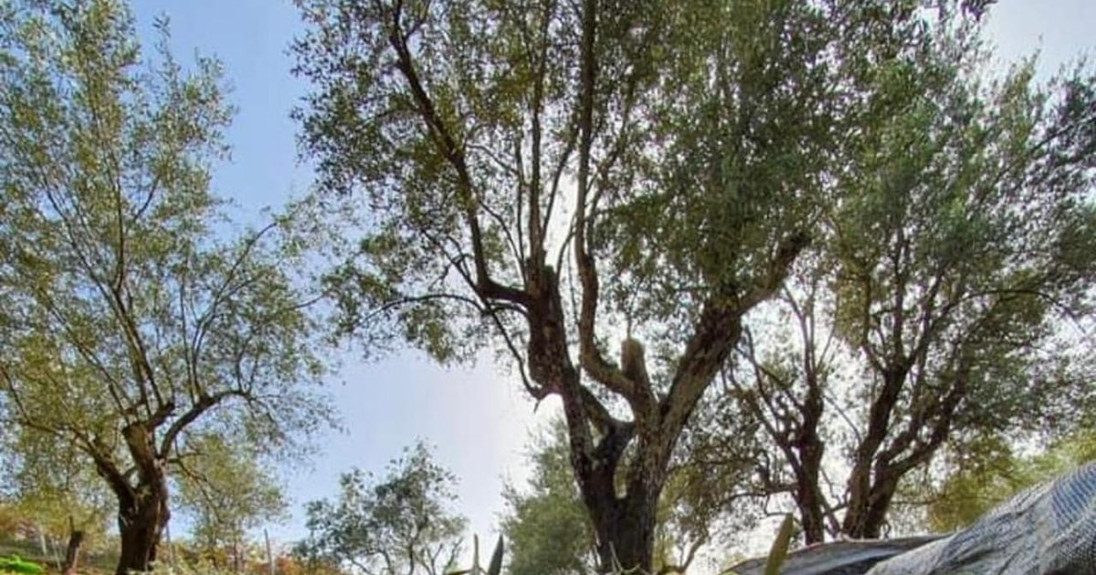 Vom Baum auf den Tisch: Oliven Tour und Bauernhof Erlebnis | GetYourGuide