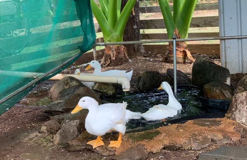 North Shore's best day! River, Turtles, Farm with Lunch | GetYourGuide