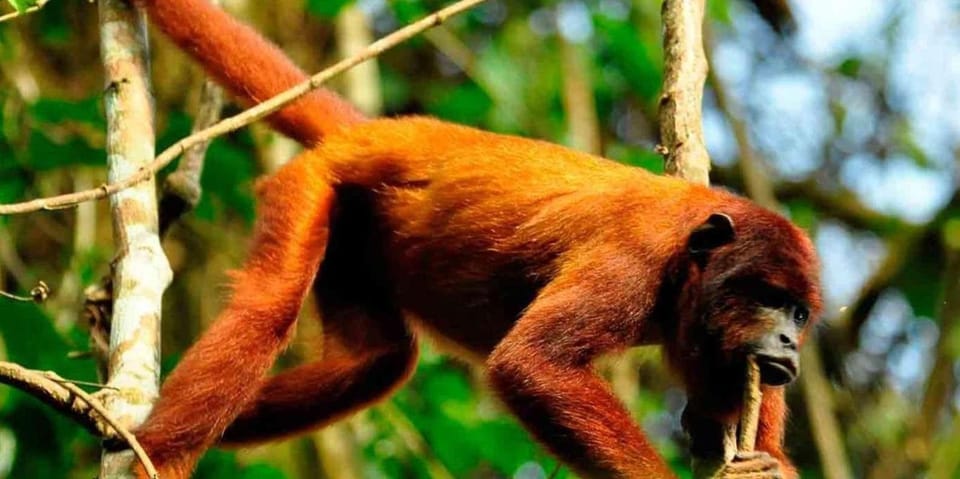 Puerto Maldonado: Kayak and Zip Line Adventure + Monkey Isla | GetYourGuide