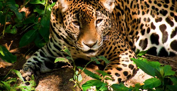 Tour ZOOMAT, Christ of Chiapas, Sumidero Canyon Viewpoints in Spanish ...