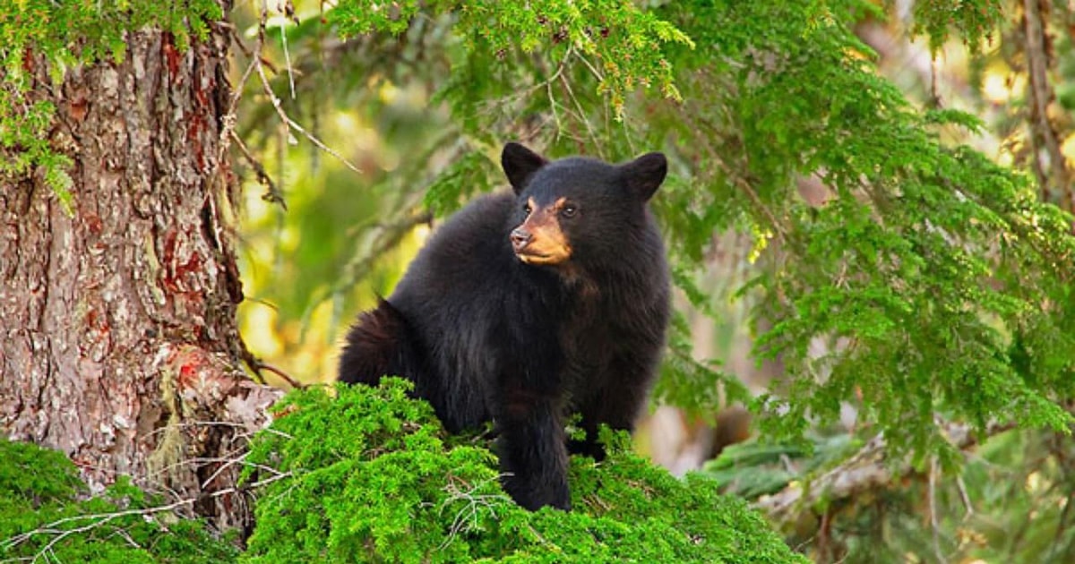 Evening with the Bears - Land Rover Scenic Guided Tour | GetYourGuide