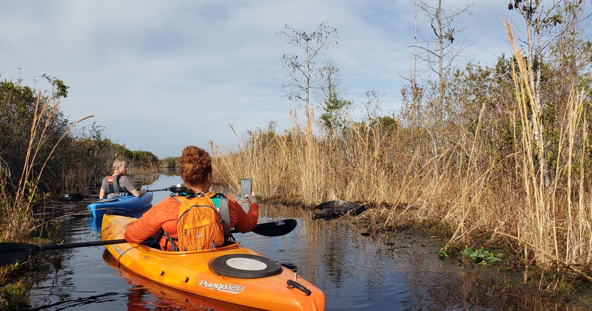 Okefenokee Swamp: Guided Kayak Tour with a Local Naturalist | GetYourGuide