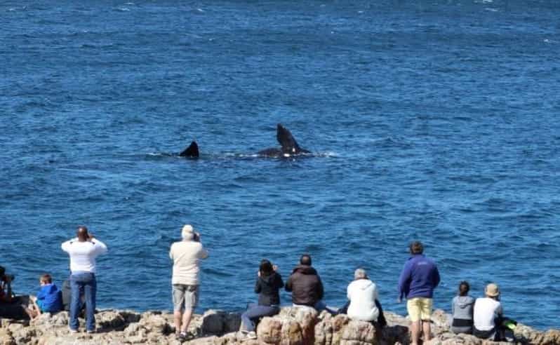 Hermanus: Whale Watching Tour with Penguin Colony Visit | GetYourGuide
