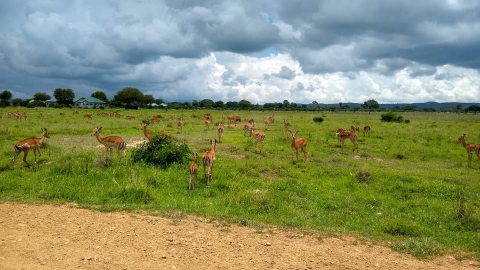 Mikumi National Park Day Visit | GetYourGuide