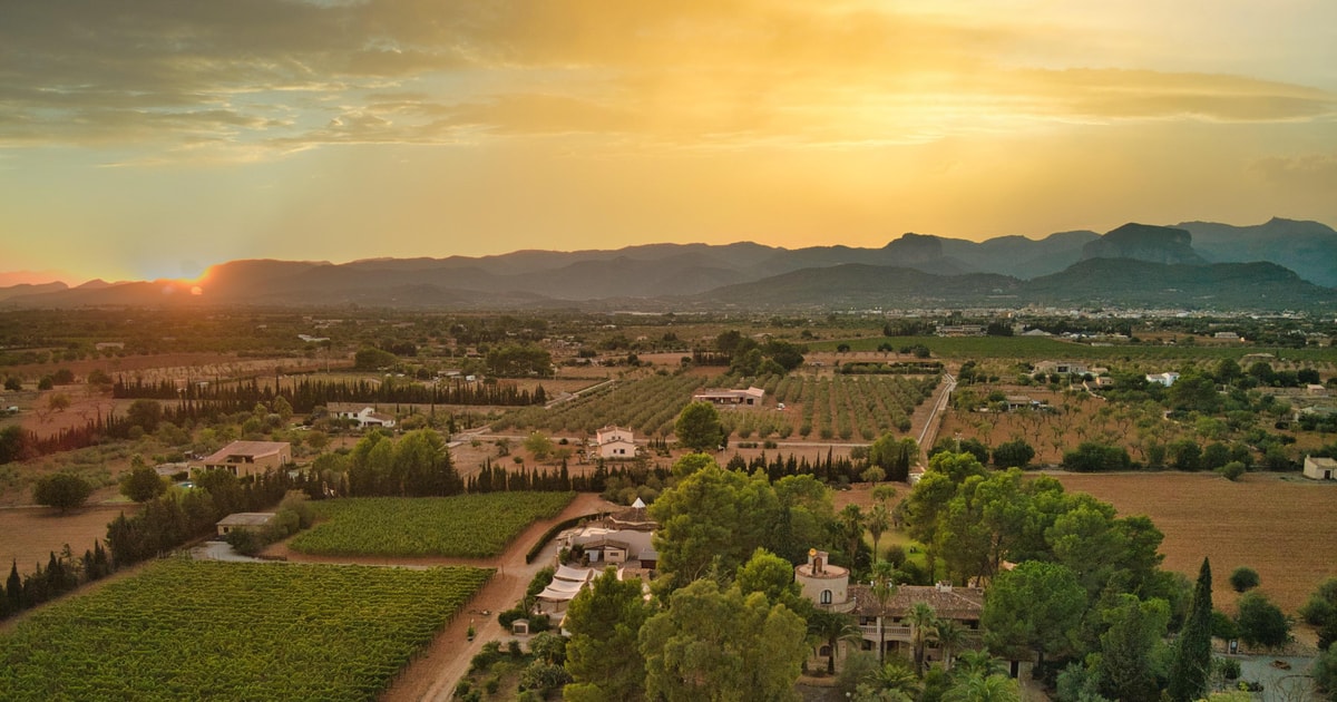 Binissalem: Individuelle Weinbergstour und Weintasting in deutscher ...