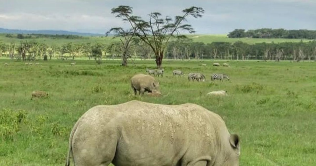 Viagem de um dia ao Parque Nacional do Lago Nakuru a partir de Nairobi ...