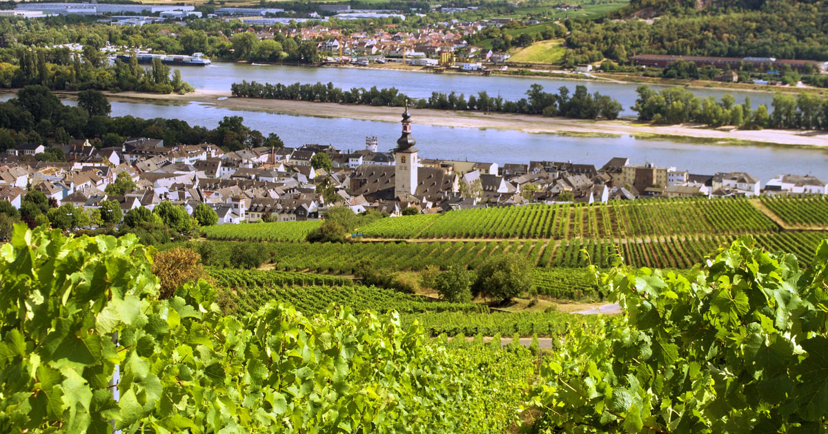 Sip Wine Along the Rhine - Grape Day out from Frankfurt | GetYourGuide