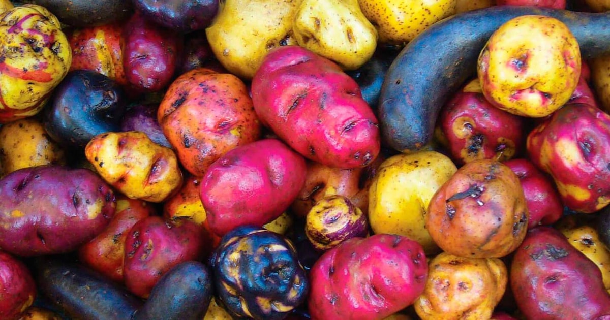 Wine and Native Potato Tasting | GetYourGuide