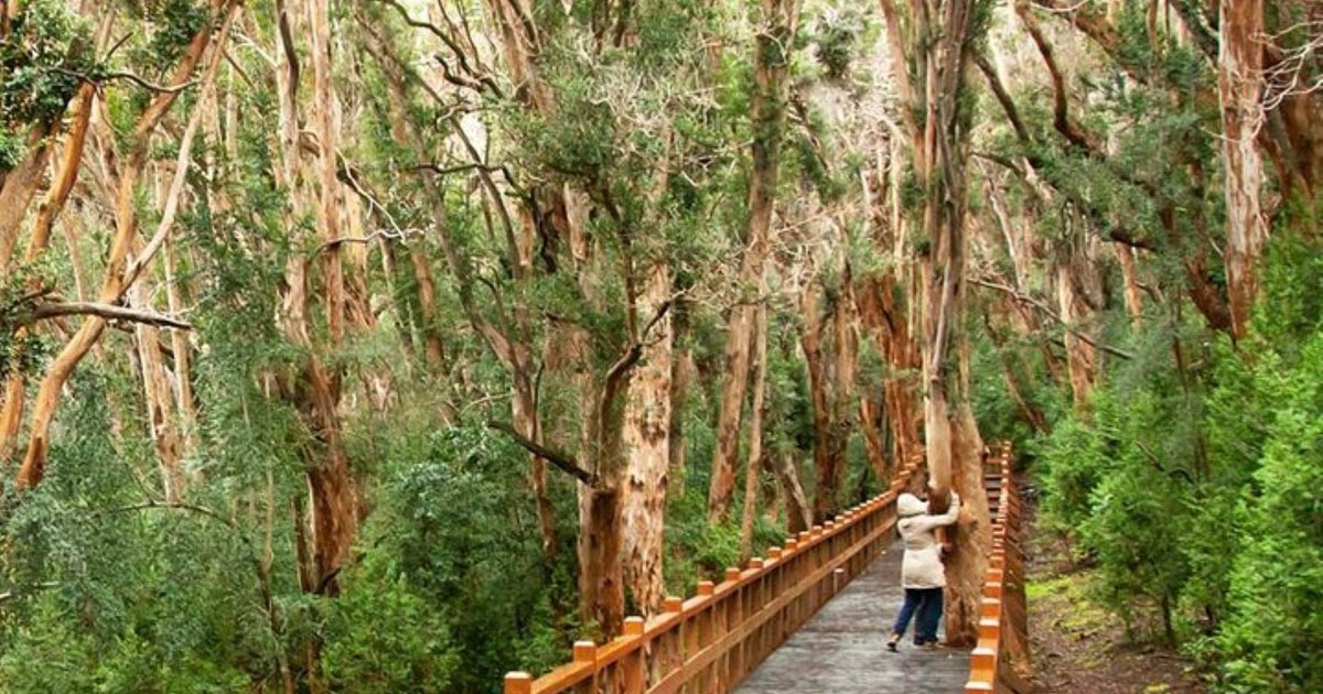 Bariloche Victoria Adası ve Arrayanes Ormanı | GetYourGuide