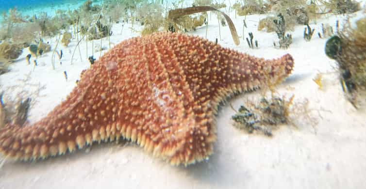 Cozumel: the starfish sanctuary sky | GetYourGuide