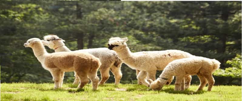 Alpaca World, Gangwon-do Province - Book Tickets & Tours | GetYourGuide