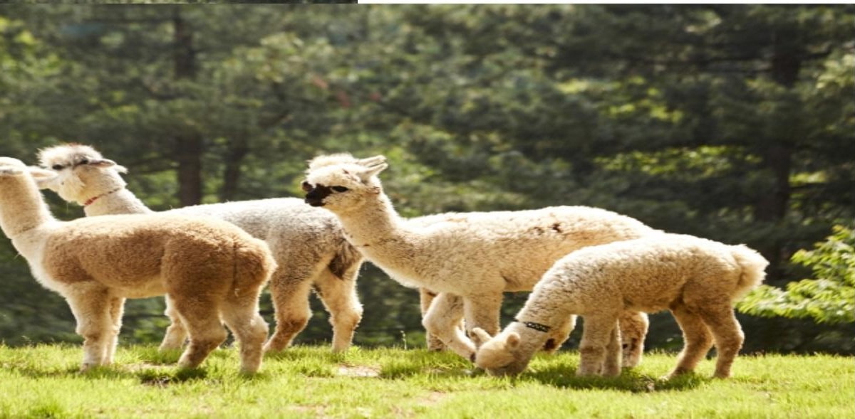 Alpaca World+Nami island_Private Guide | GetYourGuide