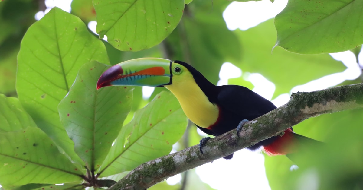 Arenal Observatory Lodge Bird Watching Tour | GetYourGuide