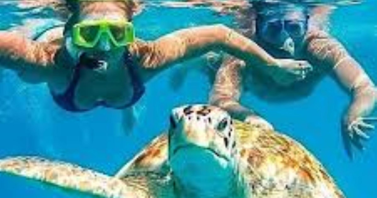 Máncora: strand van Órganos en zwemtocht met schildpadden | GetYourGuide