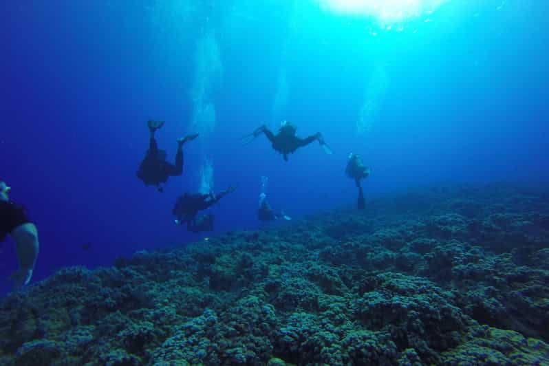 Hilo: 1-Tank Certified Beach Dive at Sea Turtle Cove | GetYourGuide