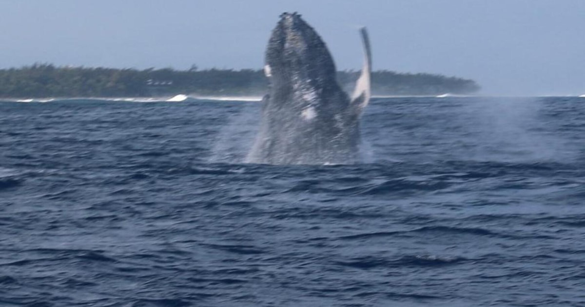 Lydia Boat : Le morne: Eco Friendly Whales and Dolphins Tour | GetYourGuide