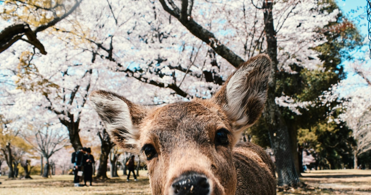 Nara Private Tour from Osaka: Hidden Gems & Ancient Stories | GetYourGuide