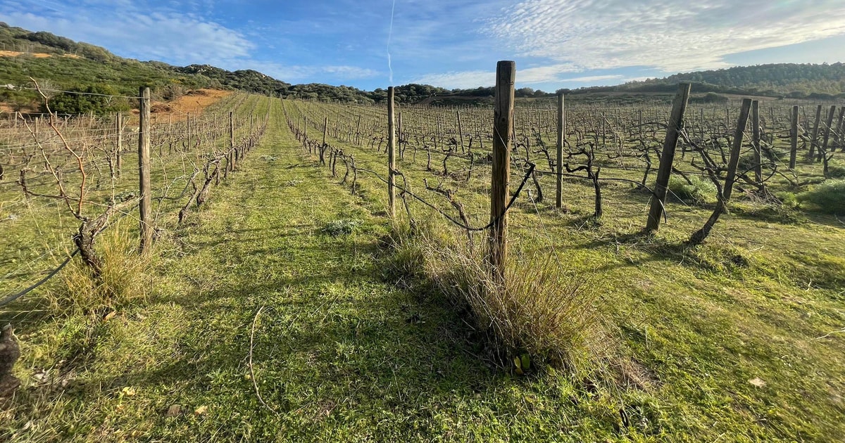 Walk through our vineyard and aperitif | GetYourGuide