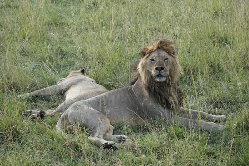 3 Maasai Mara Group Safari-IN A SAFARI VAN | GetYourGuide